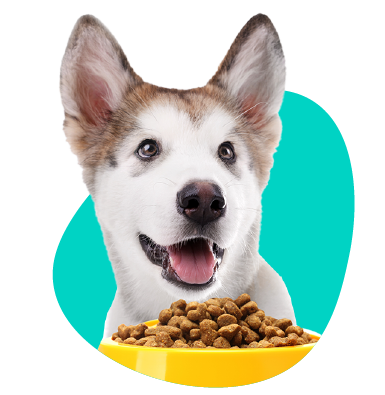 Ranking karm dla psów: 14 najlepszych karm w 2024